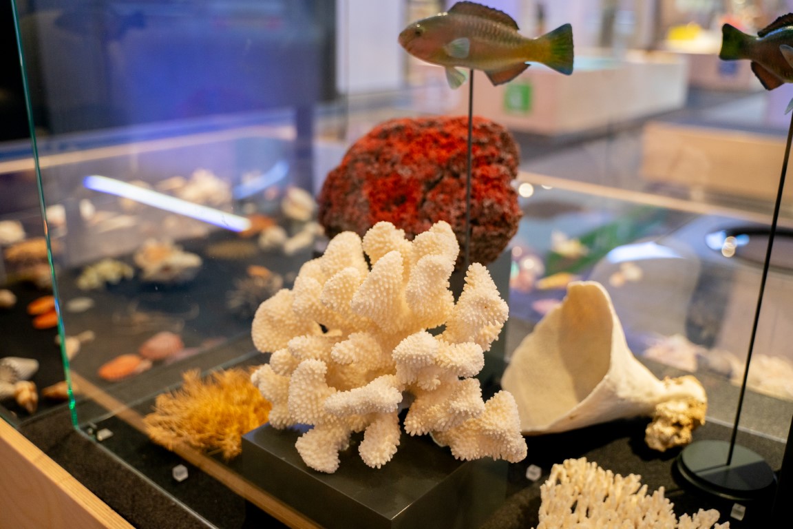 Museum in Den Haag | Museon-Omniversum